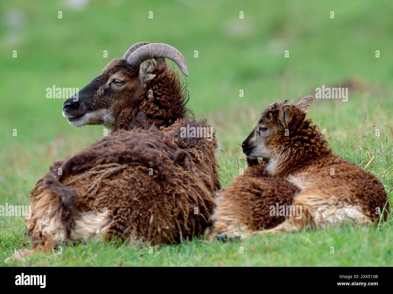 Soay Sheep (Ovis aries) female with lamb photographed on the World ...