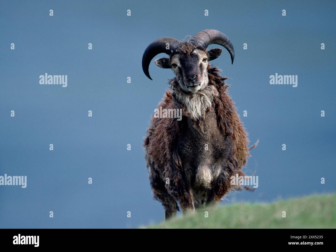 Soay Sheep (Ovis aries) photographed on the island of Hirta, in the ...