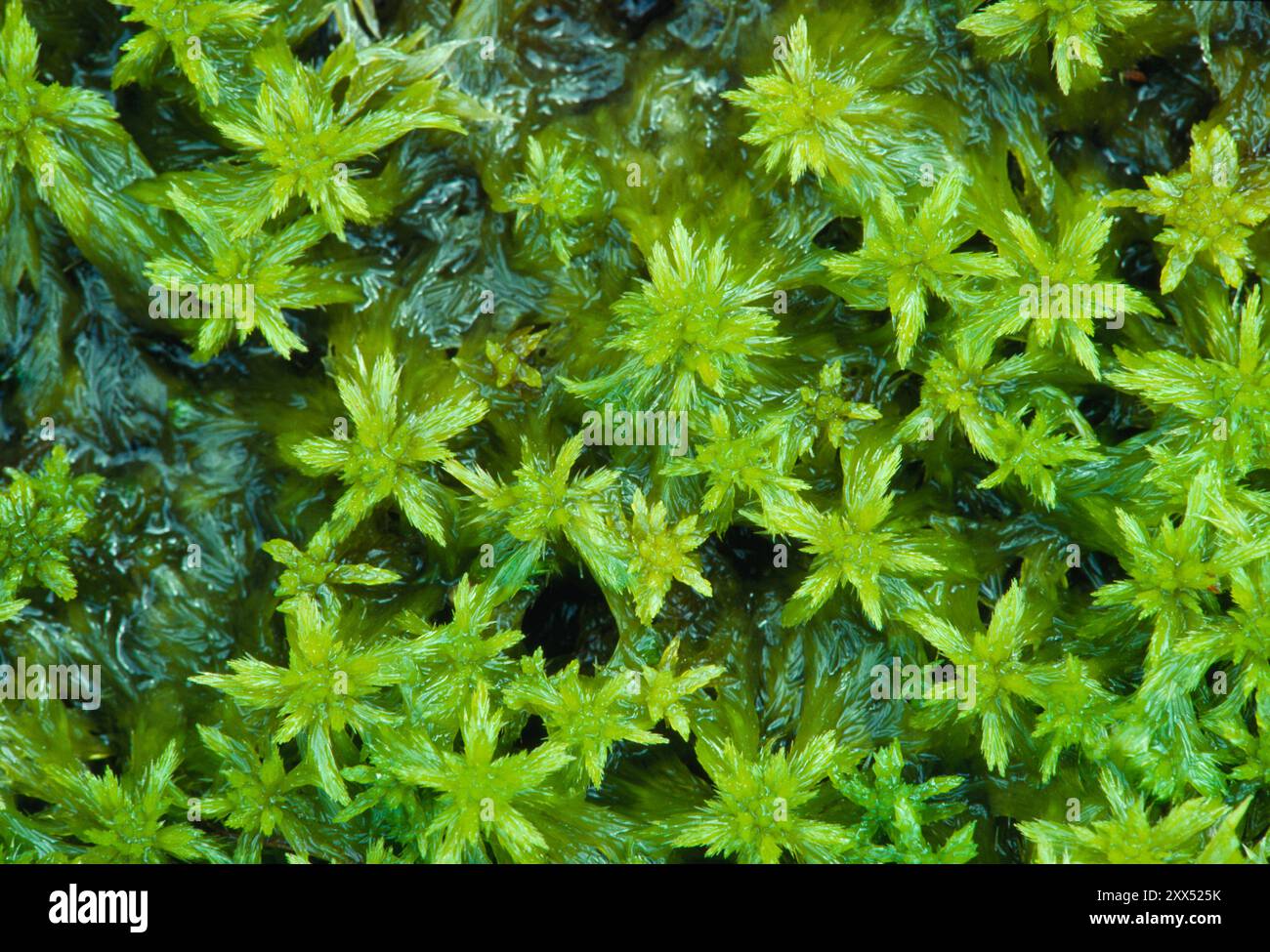Feathery bog moss hi-res stock photography and images - Alamy