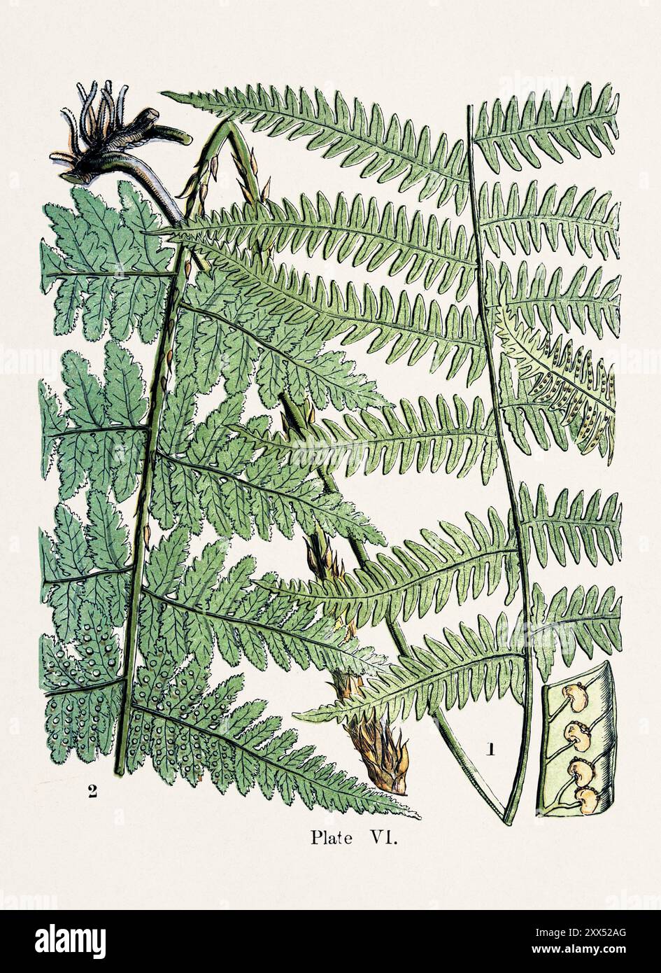 Vintage fern illustration: 1. Lastrea Thelypteris. - 2. Lastrea ...