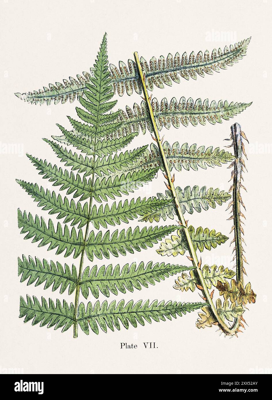 Vintage fern illustration: Lastrea montana Stock Photo - Alamy
