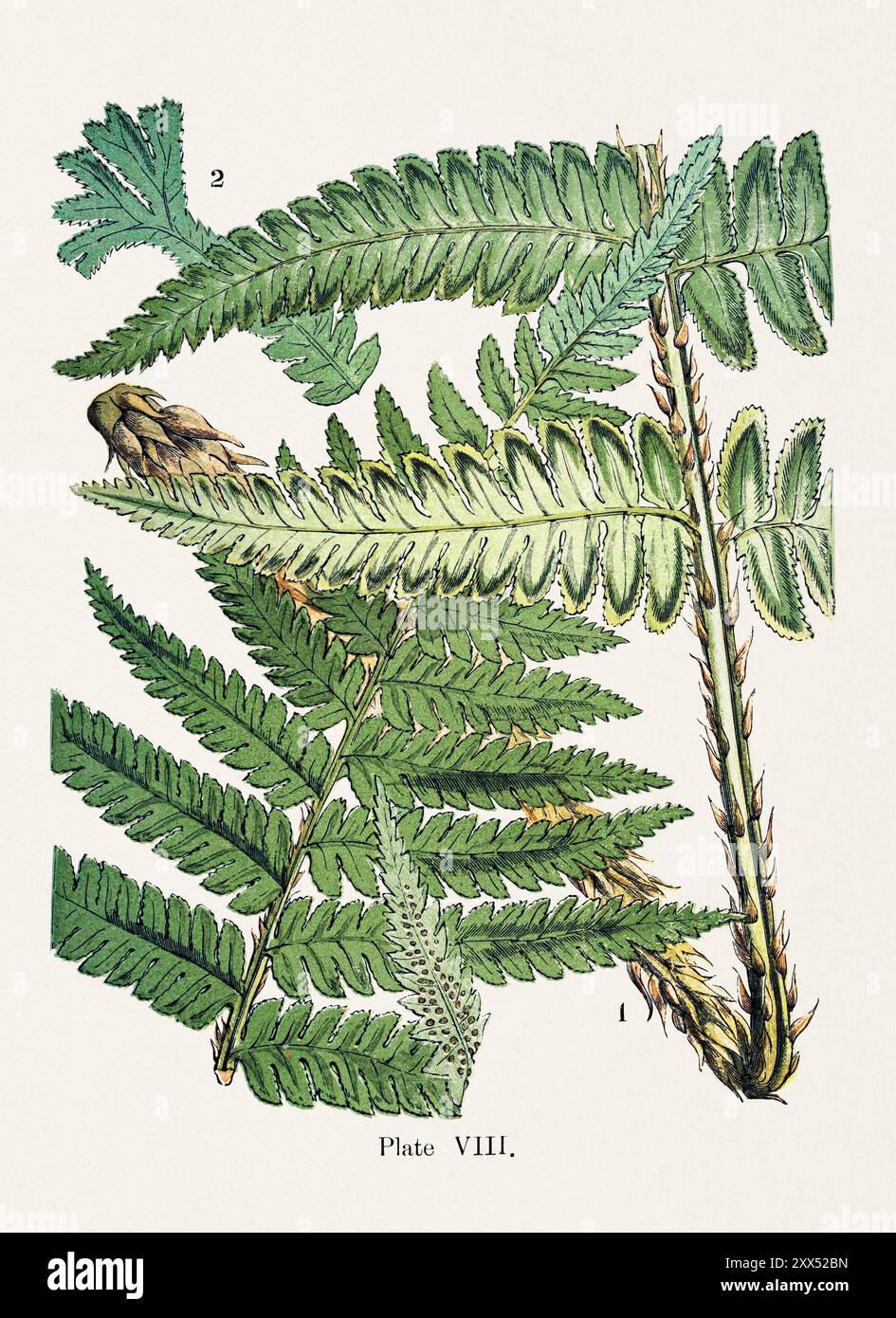 Vintage fern illustration: Lastrea Filix-mas, and var, cristata Stock ...