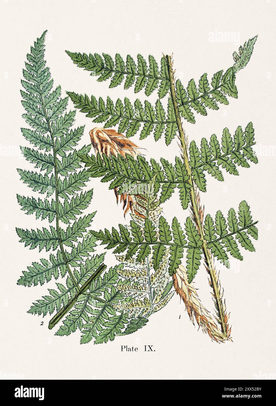 Vintage fern illustration: 1. Lastrea rigida. - 2. Lastrea dilatata ...