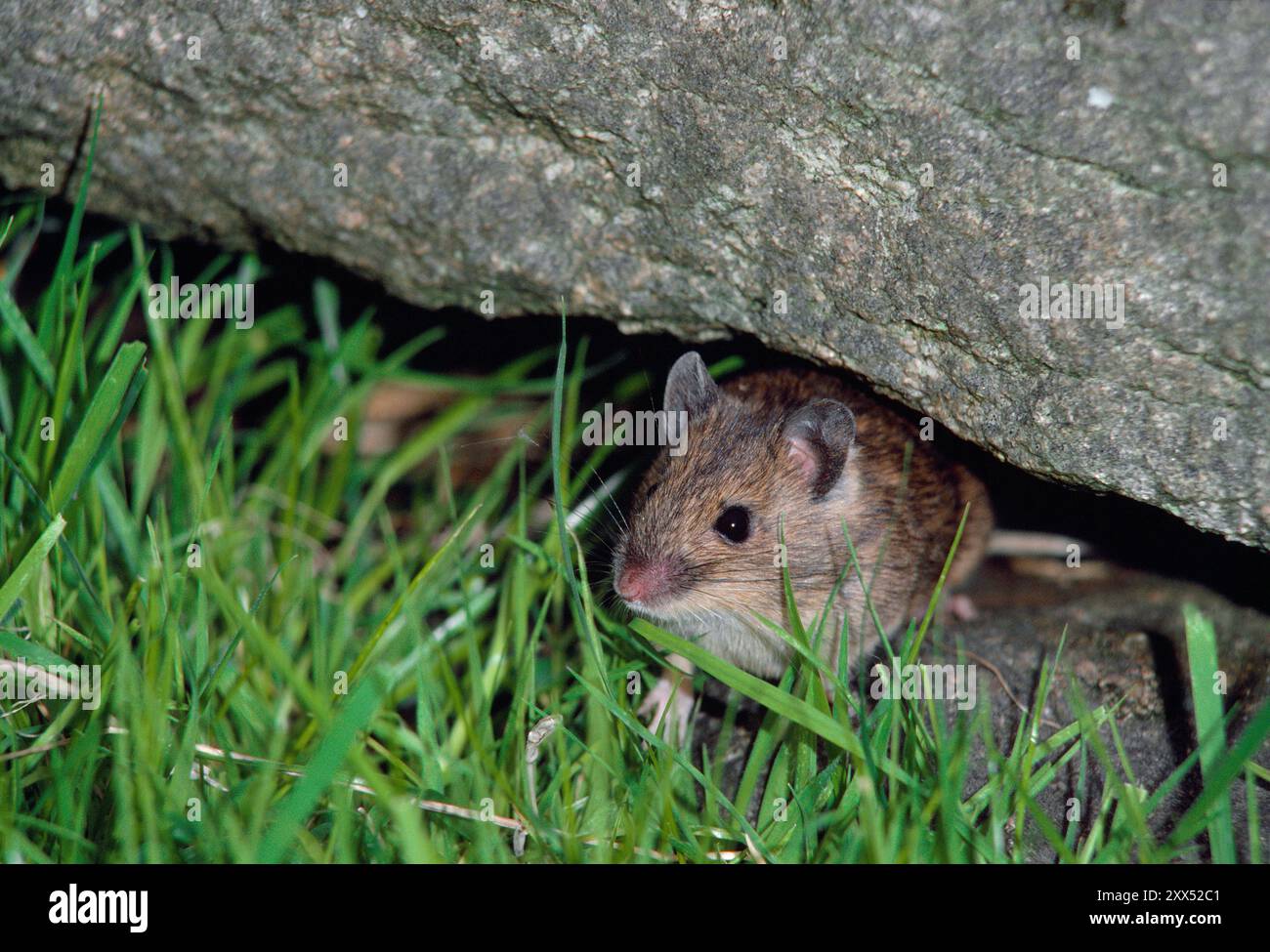 St Kilda Field Mouse (Apodemus sylvaticus hirtensis) photographed at ...