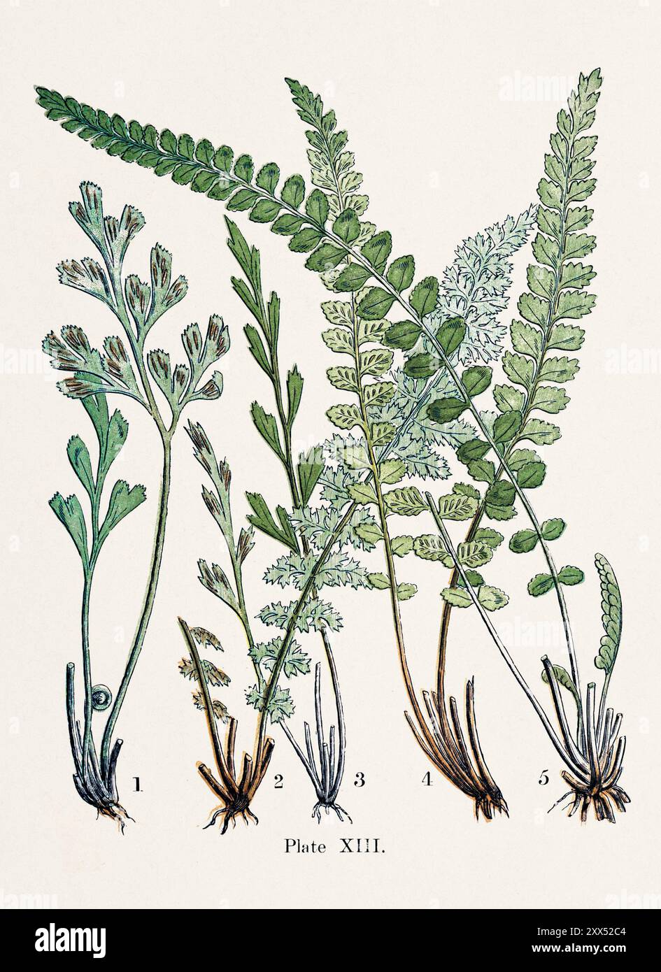 Vintage fern illustration: 1. Asplenium Ruta-muraria. - 2. Asplenium ...
