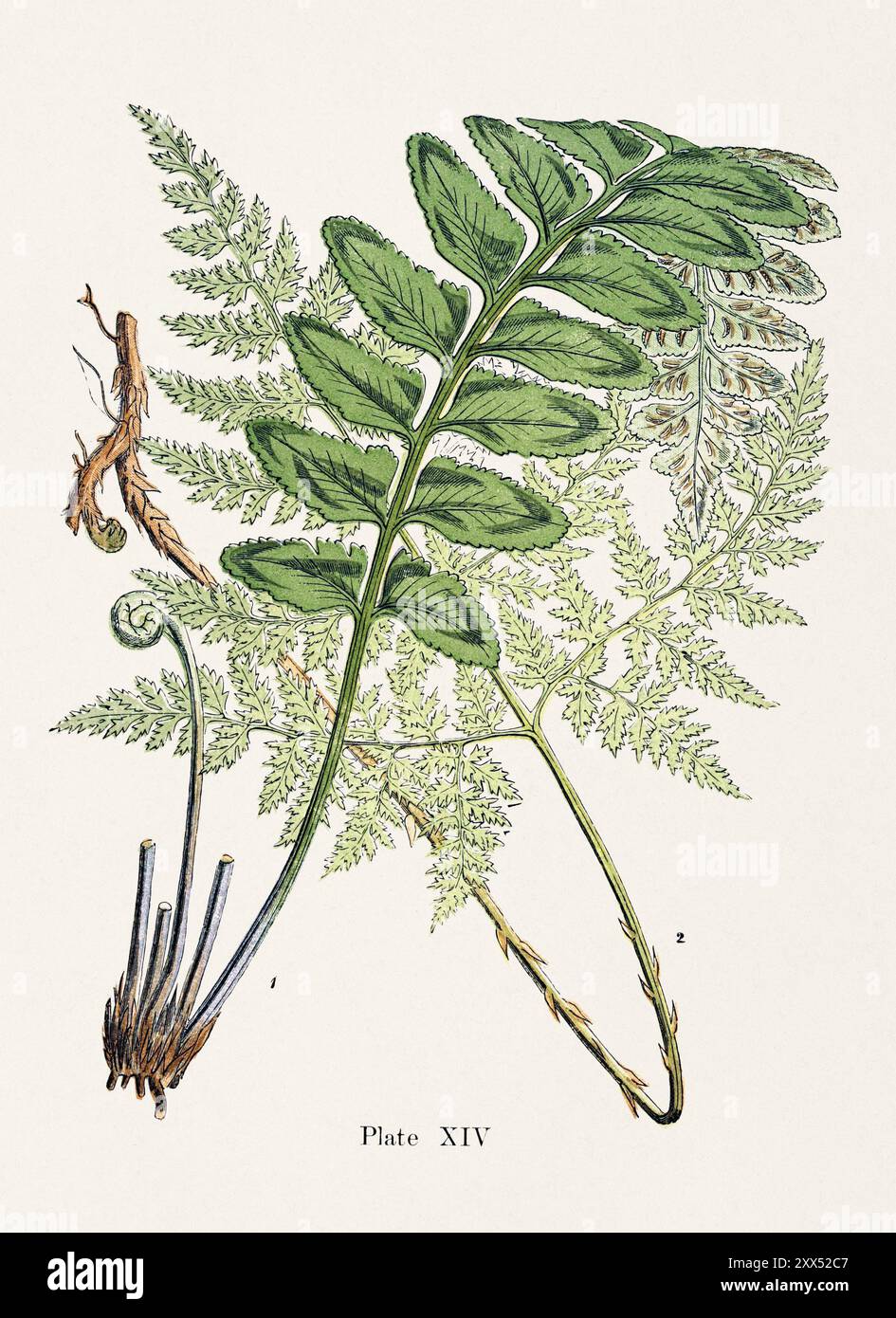 Vintage fern illustration: 1. Asplenium marinum. - 2. Cystopteris ...
