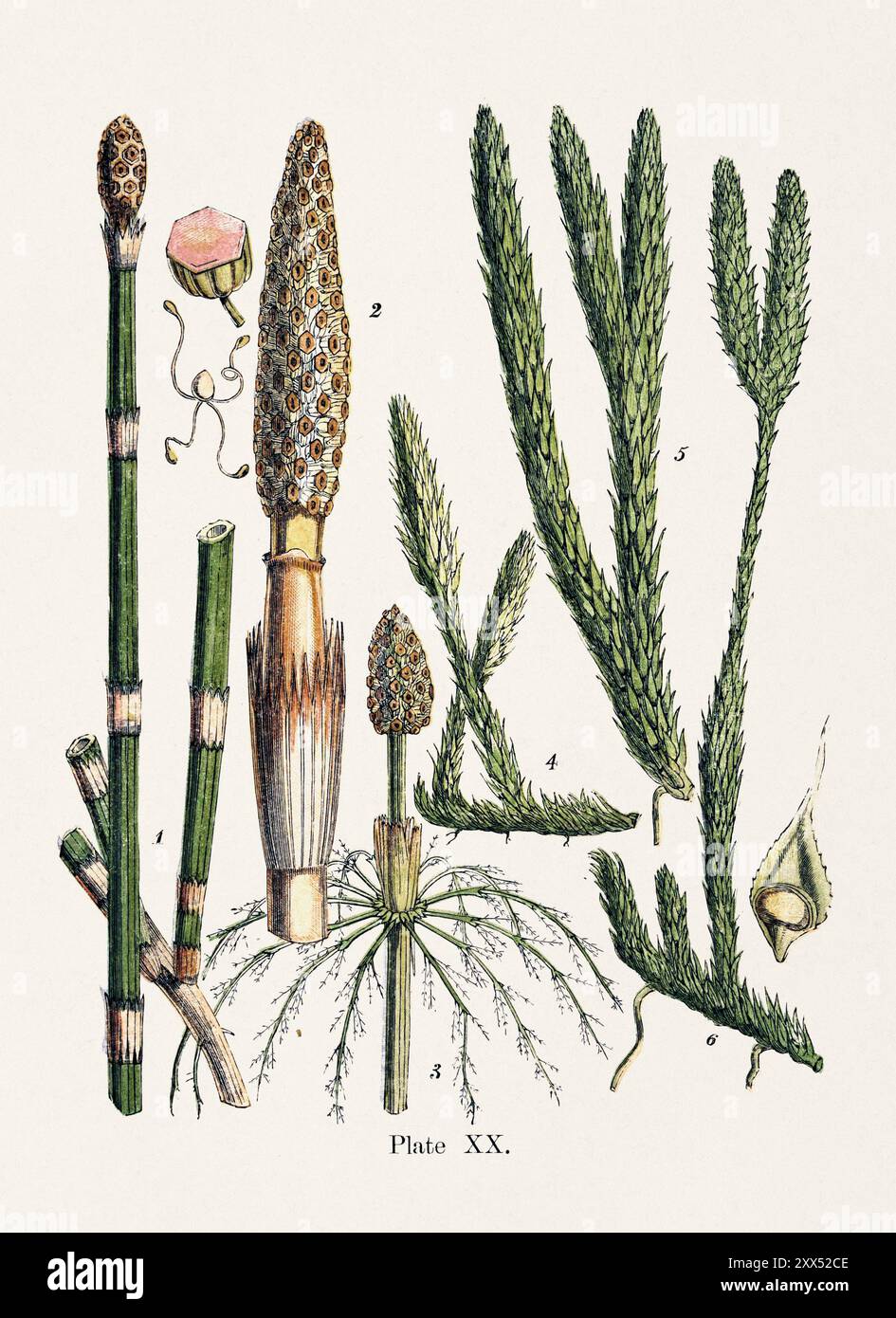 Vintage fern illustration: 1. Equisetum hyemale - 2. Equisetum ...