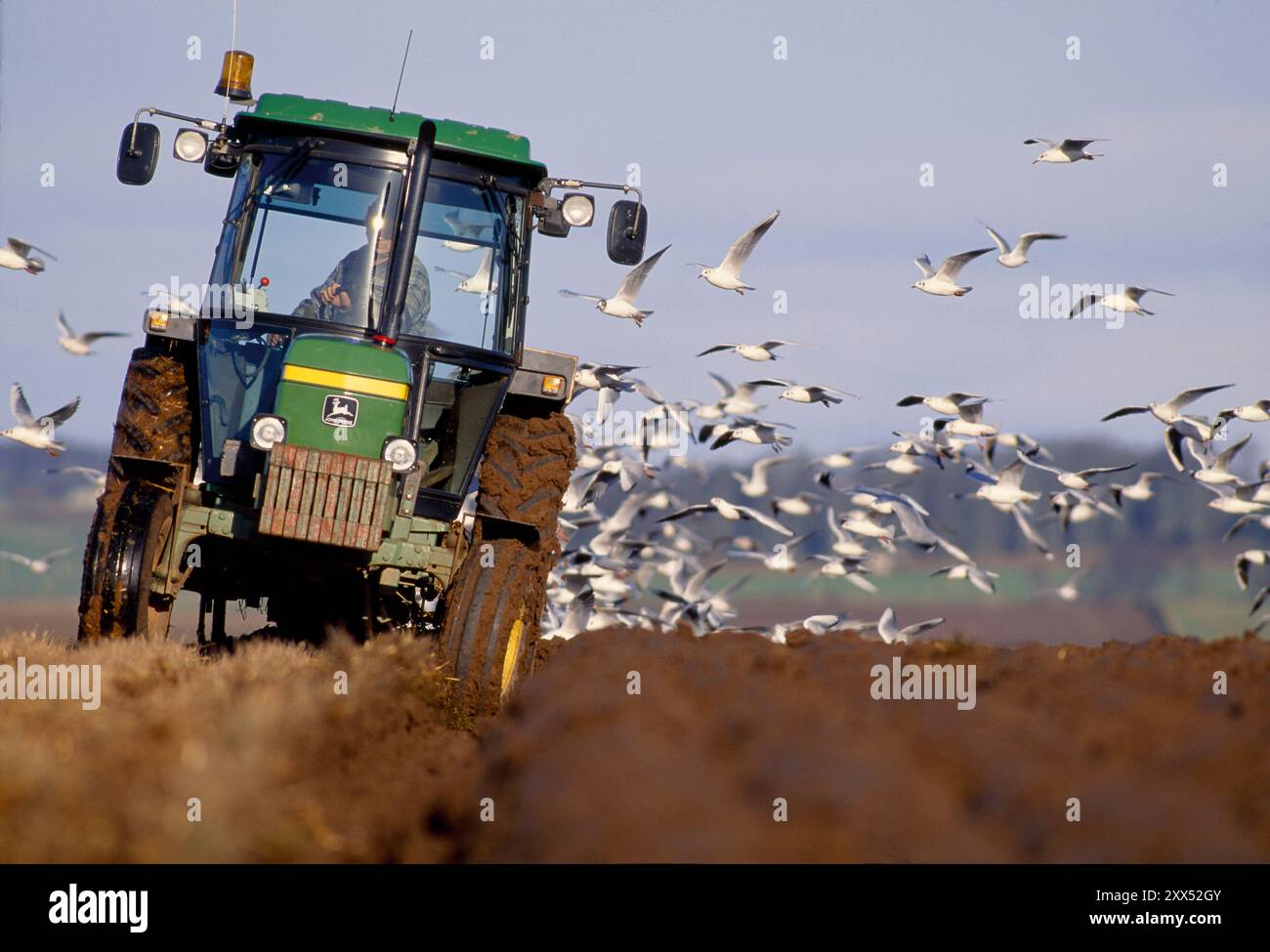 Tractor ploughing arable stubble field in preparation for sowing new ...