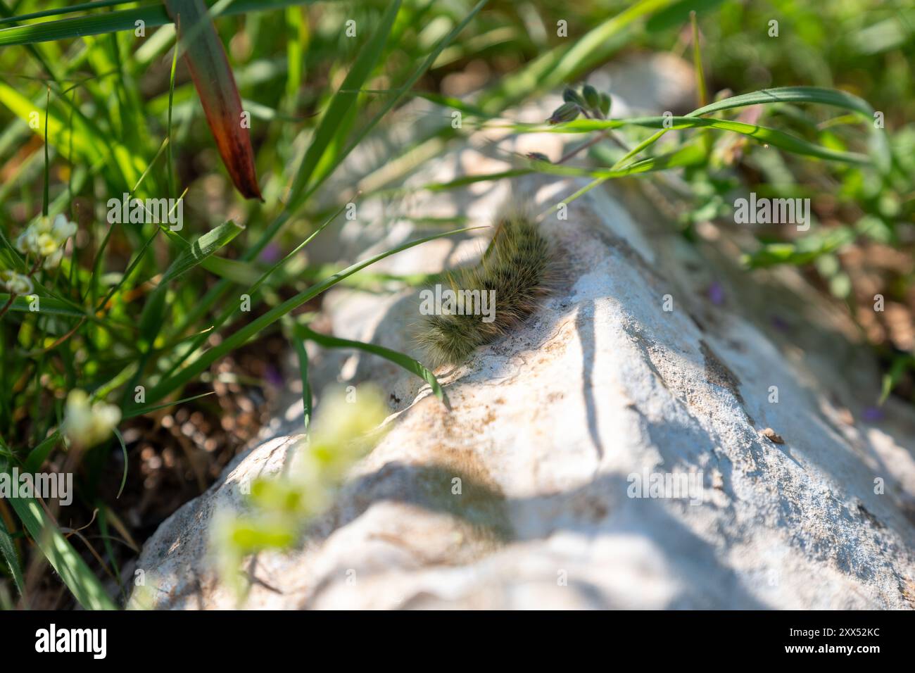 A caterpillar resting on a rock surrounded by grass, blending into its ...