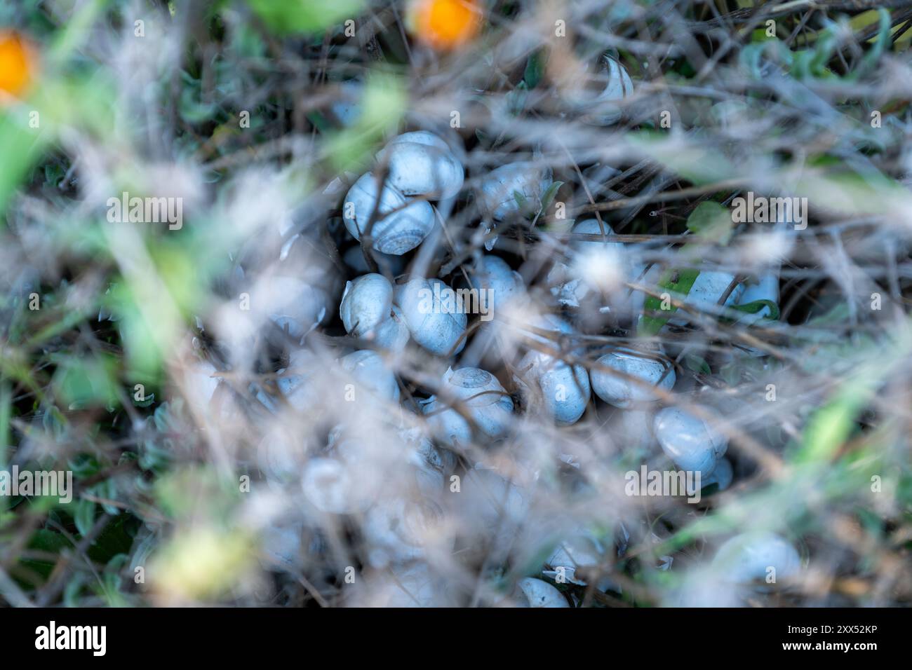 An empty white snail shell among dried leaves, representing the natural ...