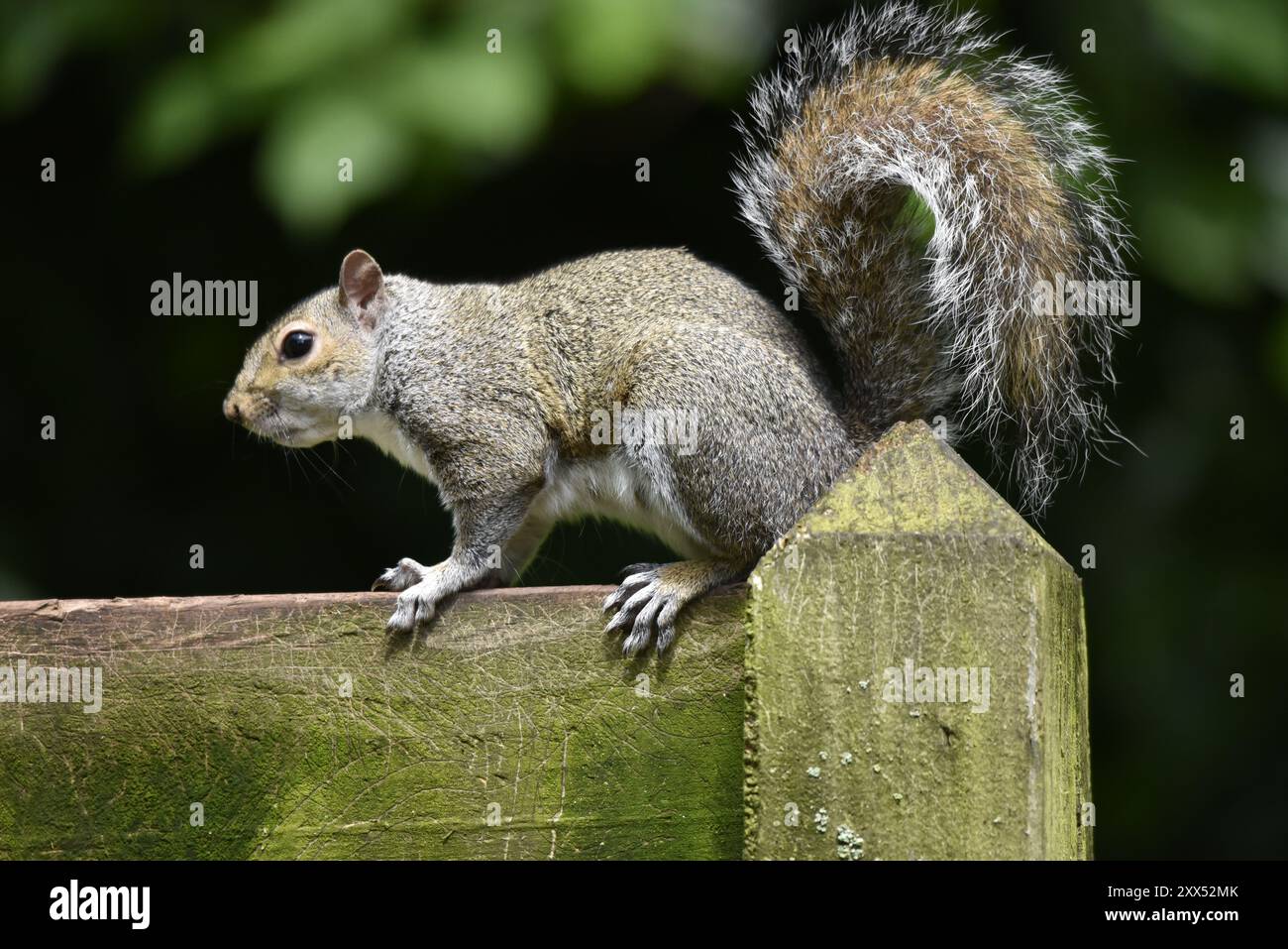 Close-Up Left-Profile Portrait of a Grey Squirrel (Sciurus carolinensis ...