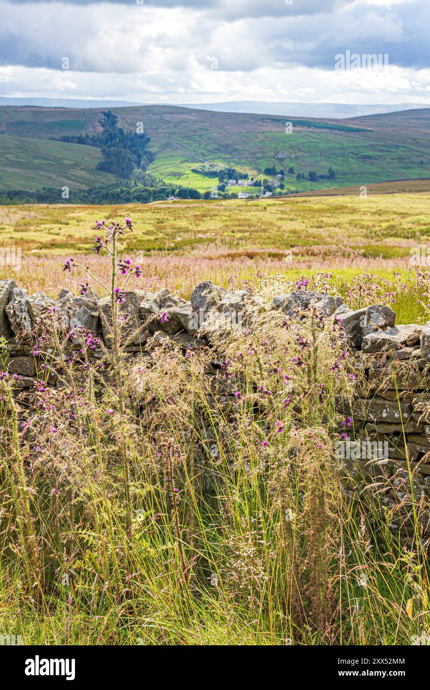 Marsh thistle Cirsium palustre L Scop. growing at an altitude of 600 ...