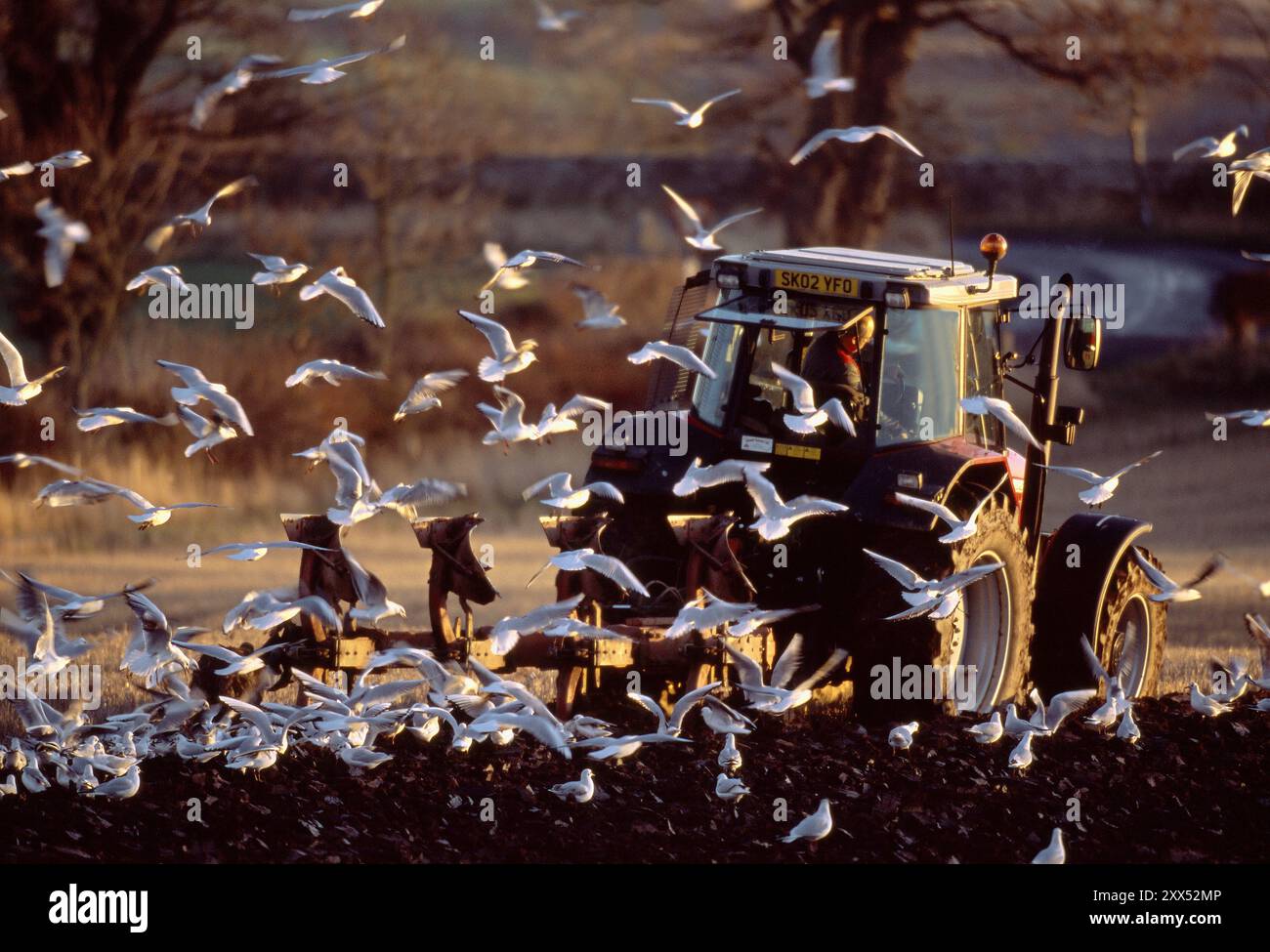 Tractor ploughing in late afternoon sunshine with common and black ...