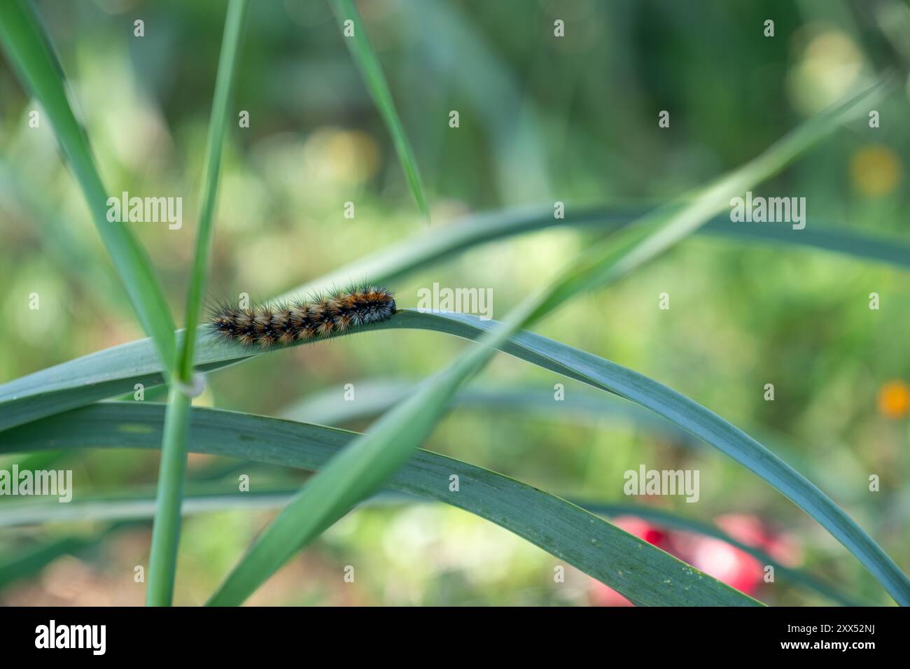 A caterpillar crawling on a green leaf in a garden setting, highlighted ...