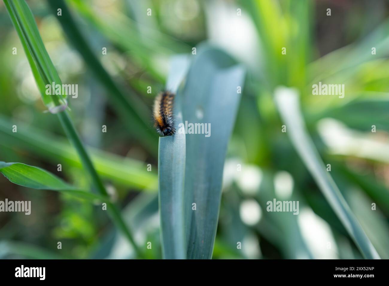 A caterpillar making its way across a green blade of grass, captured in ...
