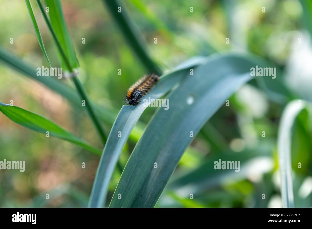 Caterpillar movement hi-res stock photography and images - Alamy