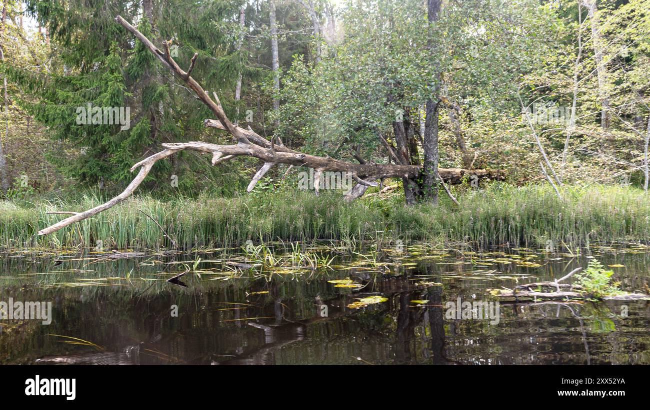 colorful summer landscape, beautiful lake plants, trees on the shore ...