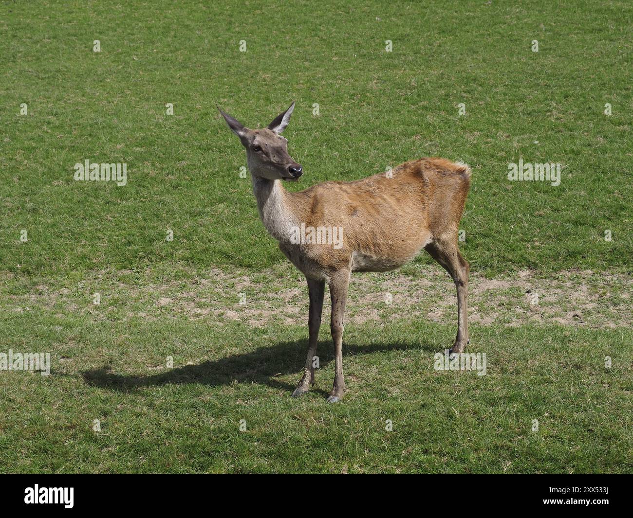 Deer in the British Wildlife Centre conservation in the UK Stock Photo ...
