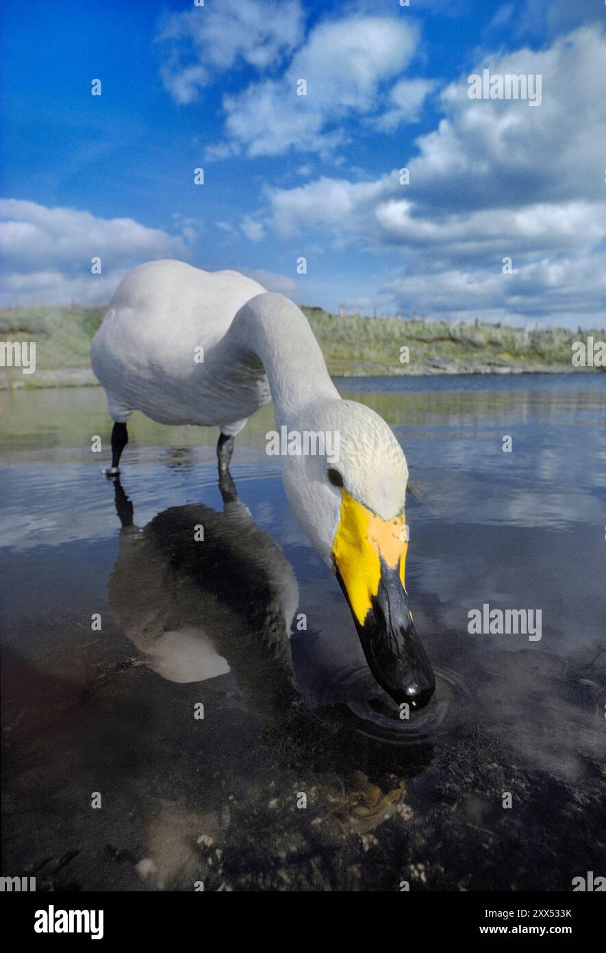 Whooper swan feeding in blue water hi-res stock photography and images ...