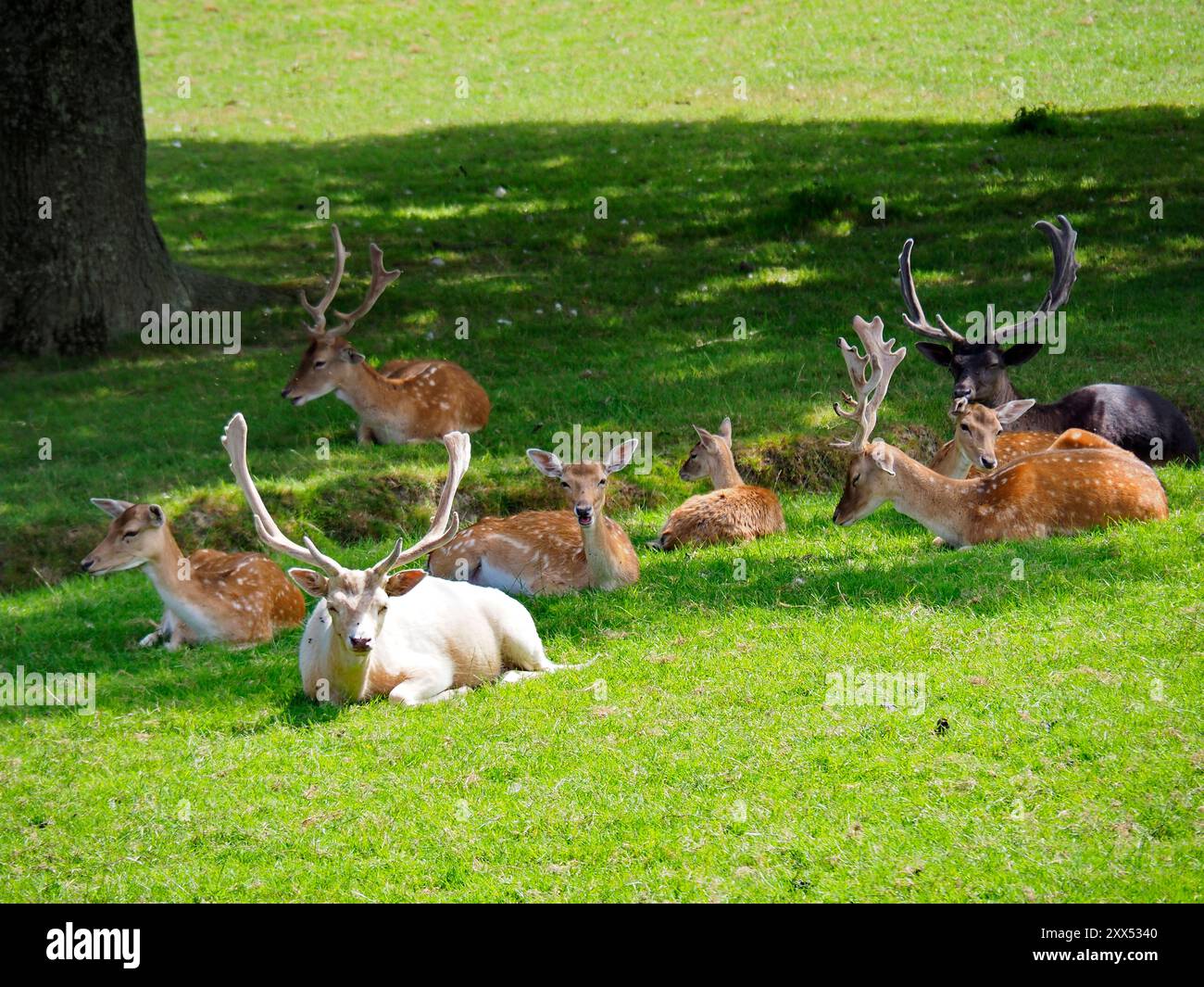 British_wildlife hi-res stock photography and images - Alamy