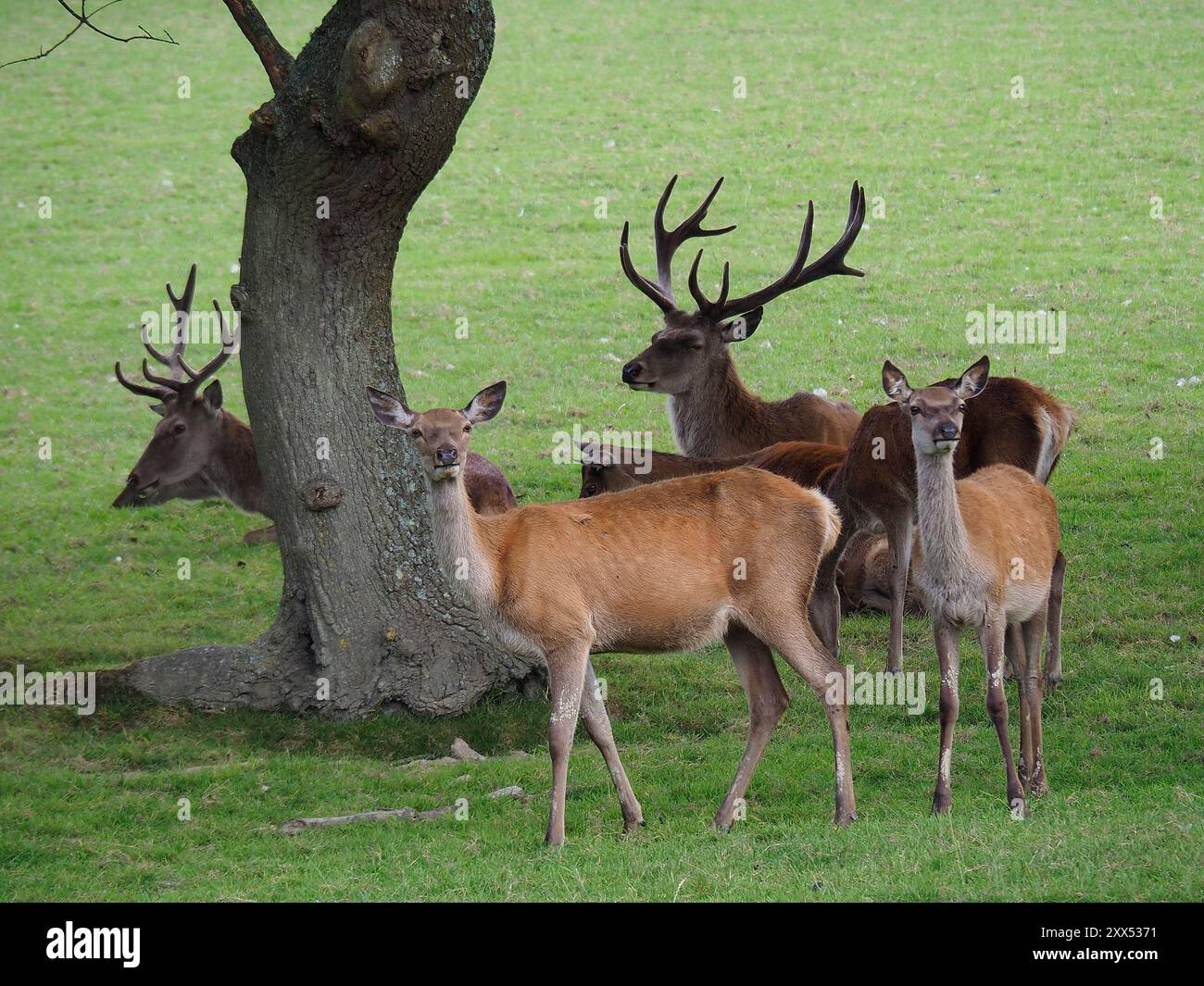 British_wildlife hi-res stock photography and images - Alamy