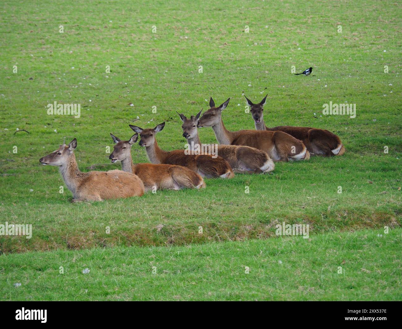 Species conservation centre hi-res stock photography and images - Alamy