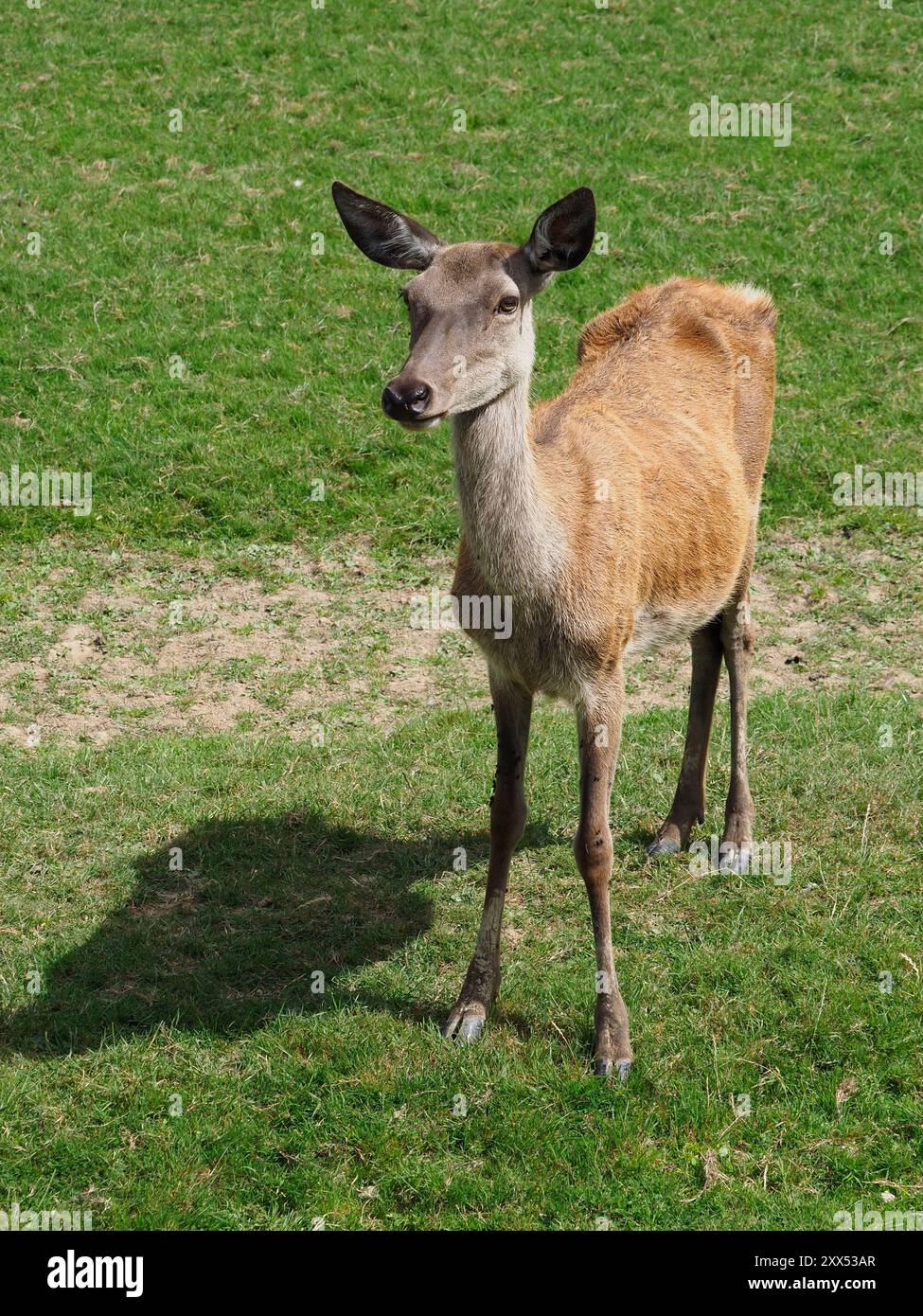 Deer in the wildlife hi-res stock photography and images - Alamy
