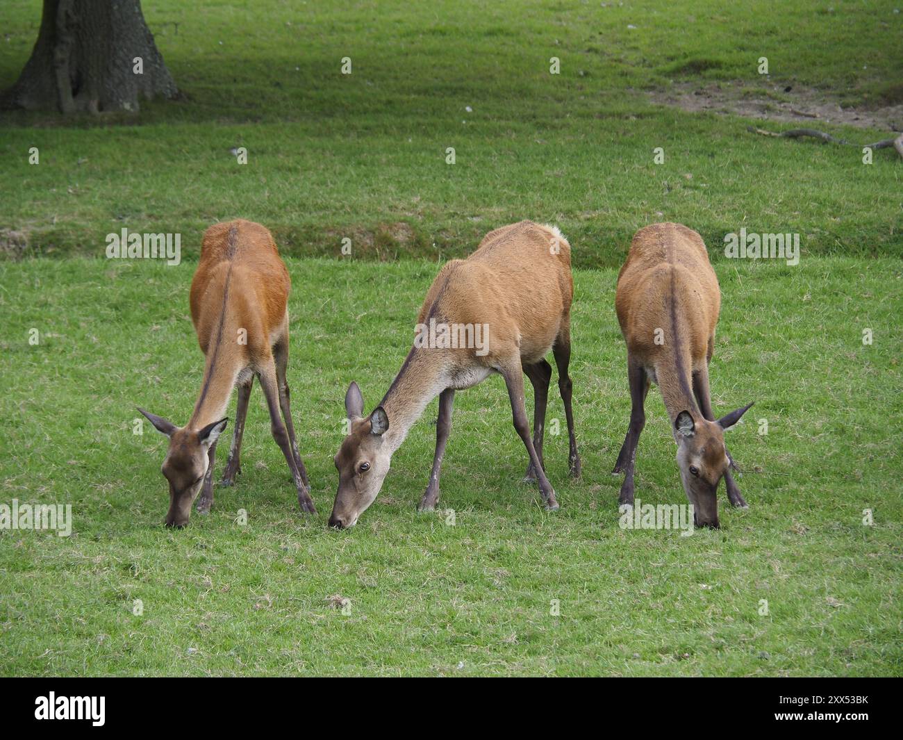 Britishwildlife hi-res stock photography and images - Alamy
