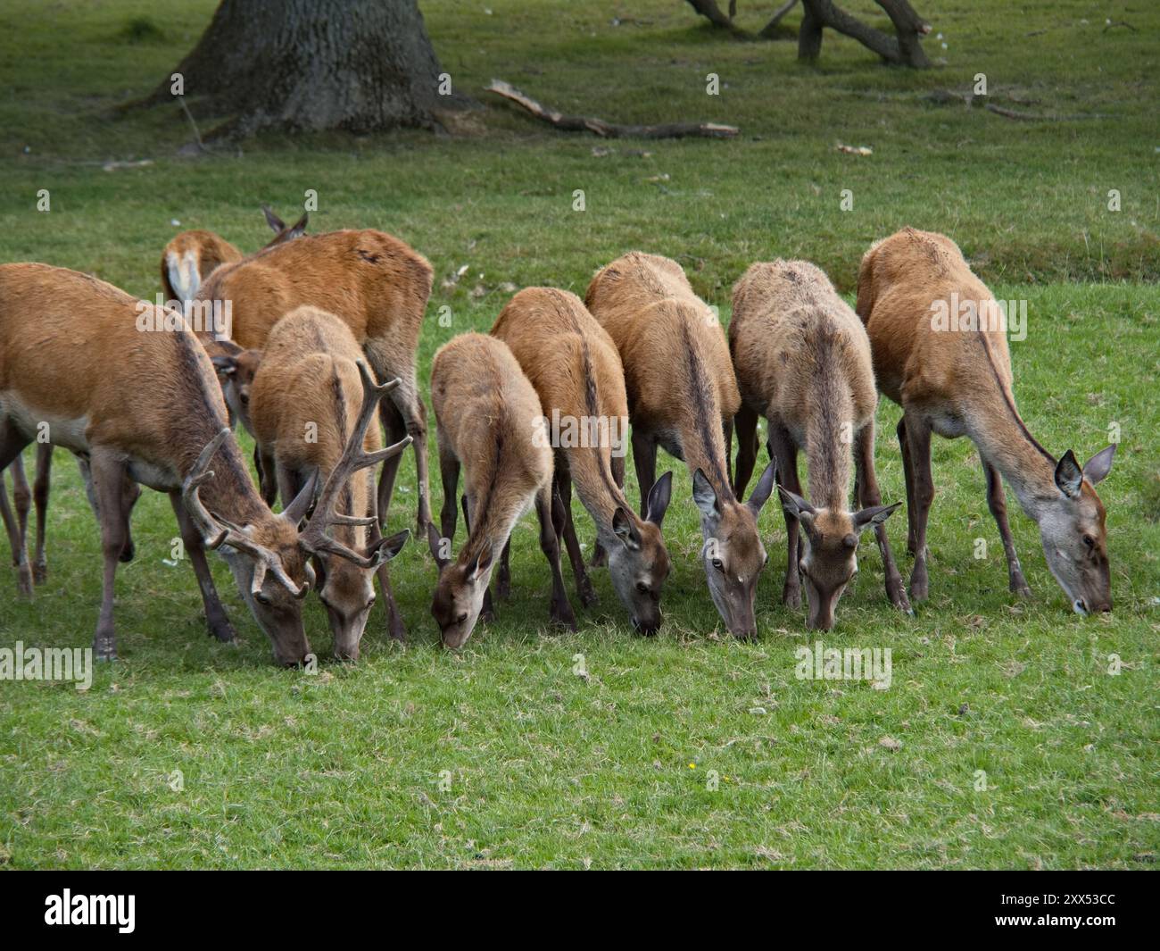 British_wildlife hi-res stock photography and images - Alamy