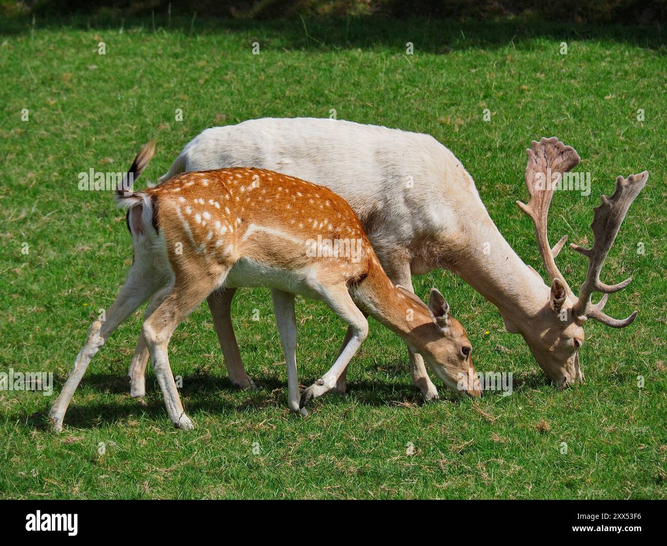 British_wildlife hi-res stock photography and images - Alamy