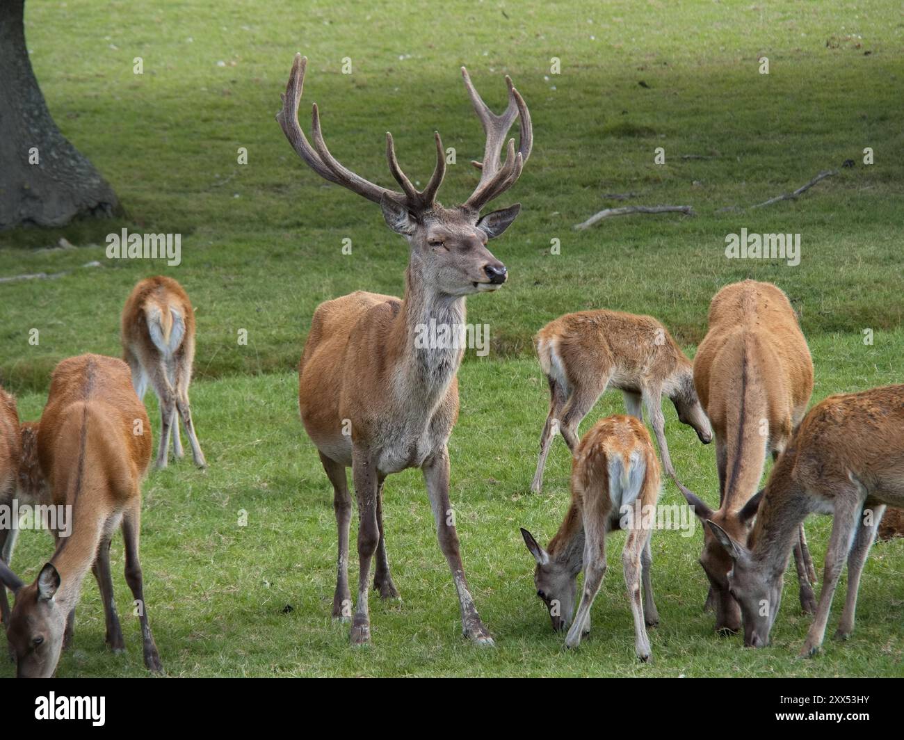 Deer in the British Wildlife Centre conservation in the UK Stock Photo ...