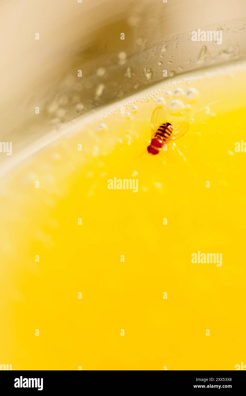 Fruit fly in a glass of orange juice. Ideal for illustrating articles ...