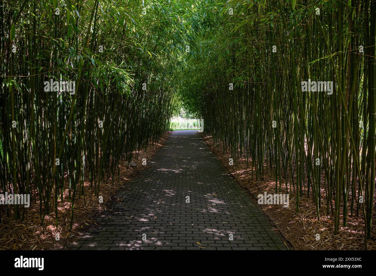 Bamboo tree alley in hi-res stock photography and images - Alamy