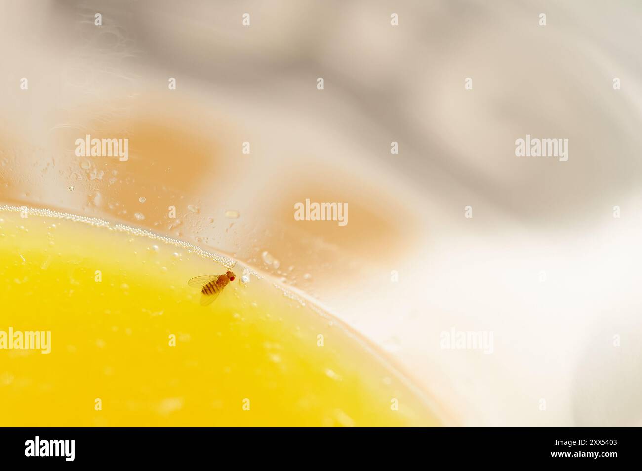 Fruit fly on the rim of a glass of orange juice. Useful photo for ...