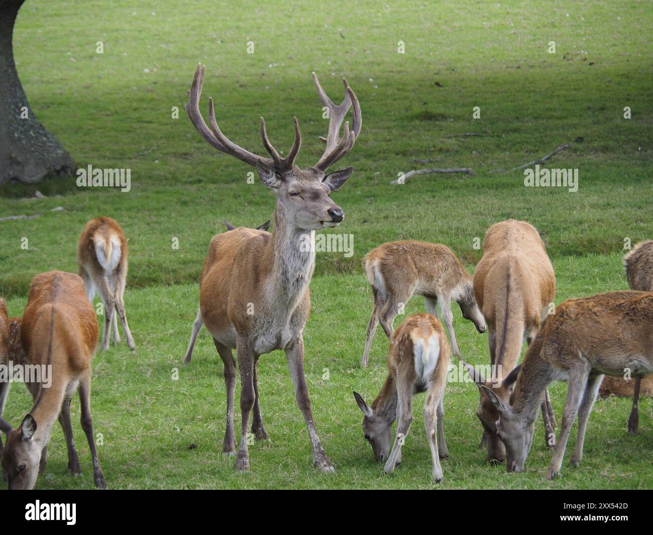 Deer in the British Wildlife Centre conservation in the UK Stock Photo ...