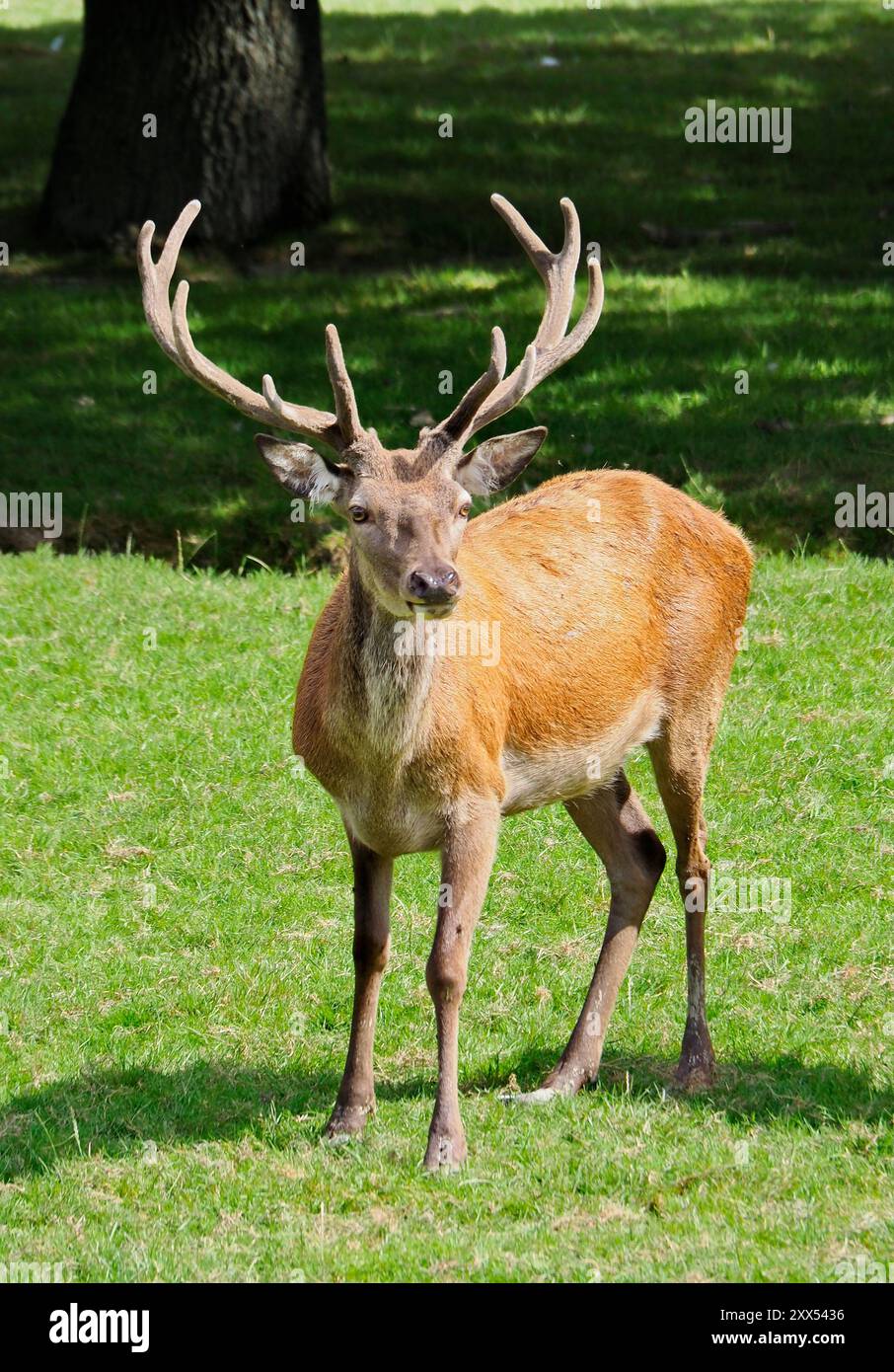 Deer in the British Wildlife Centre conservation in the UK Stock Photo ...