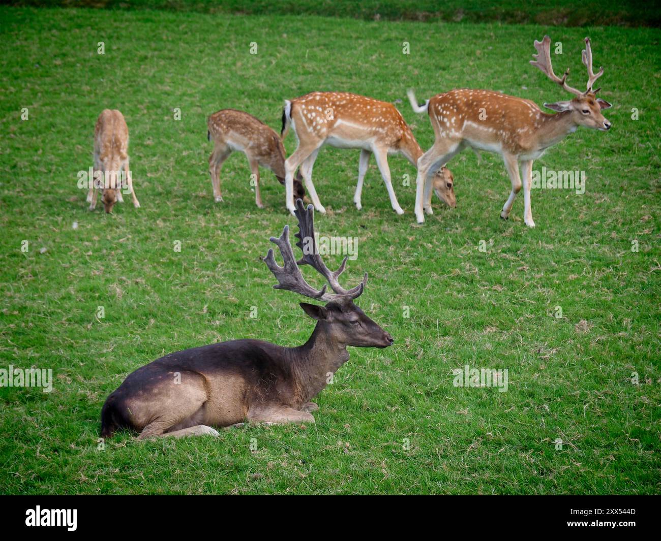 British_wildlife hi-res stock photography and images - Alamy