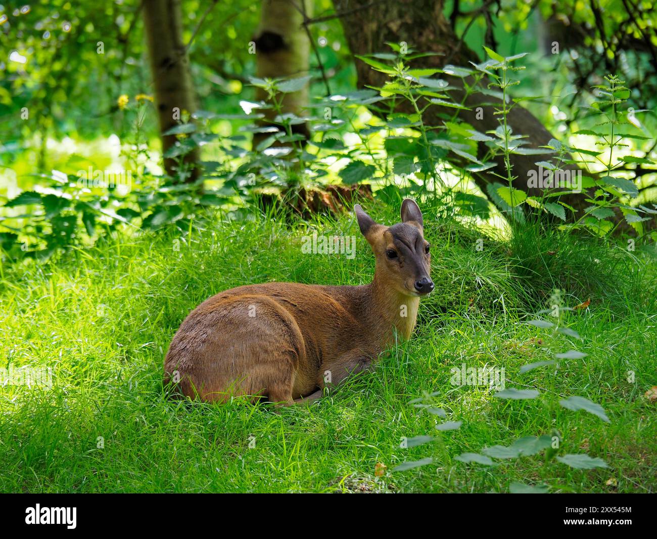 British_wildlife hi-res stock photography and images - Alamy