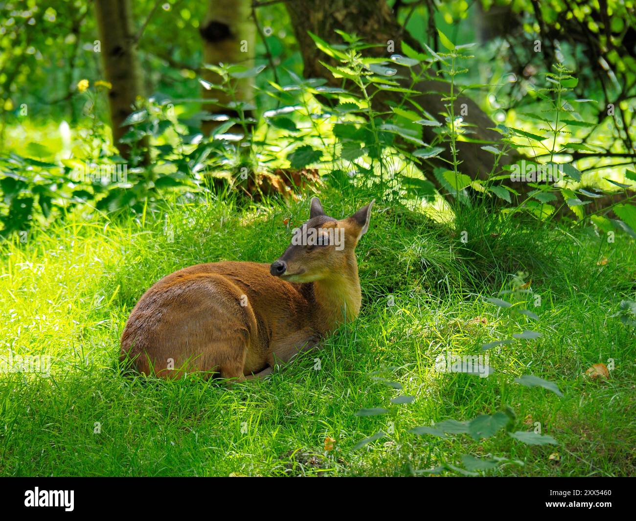 Deer in the British Wildlife Centre conservation in the UK Stock Photo ...