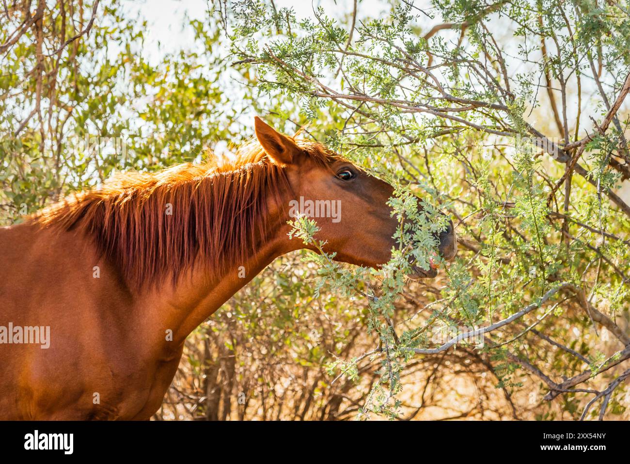 Wild mustang horse grazing on a desert shrub, at Lower Salt River ...