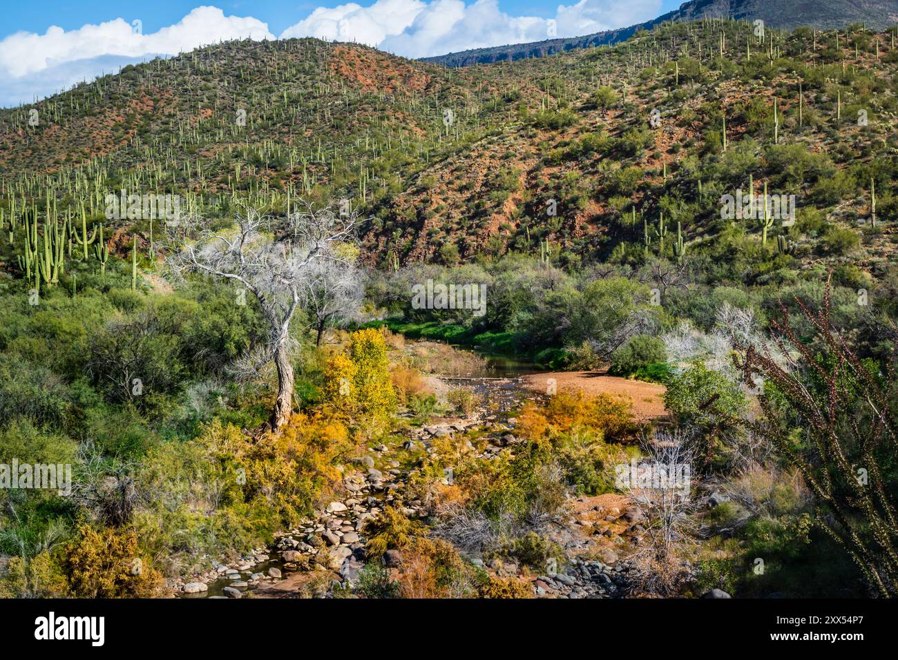 High View of Cave Creek at Spur Cross Ranch Conservation Area in Cave ...
