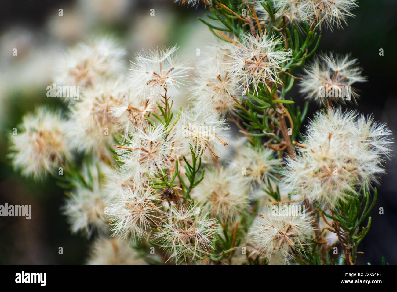 Baccharis sarothroides-Desert Broom at Spur Cross Ranch Conservation ...