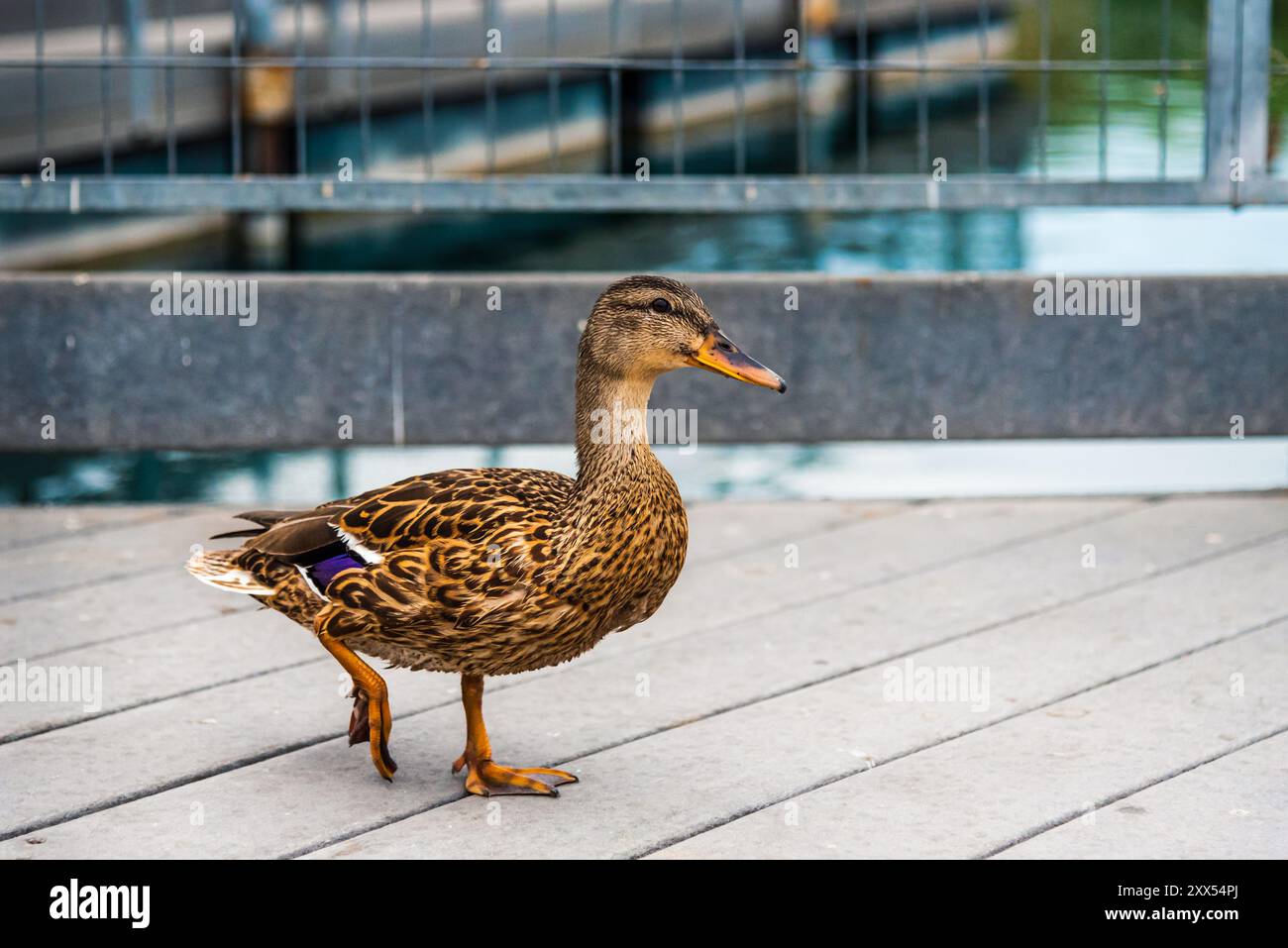 Female Mallard Duck Strolling on a Bridge at Riparian Preserve at Water ...
