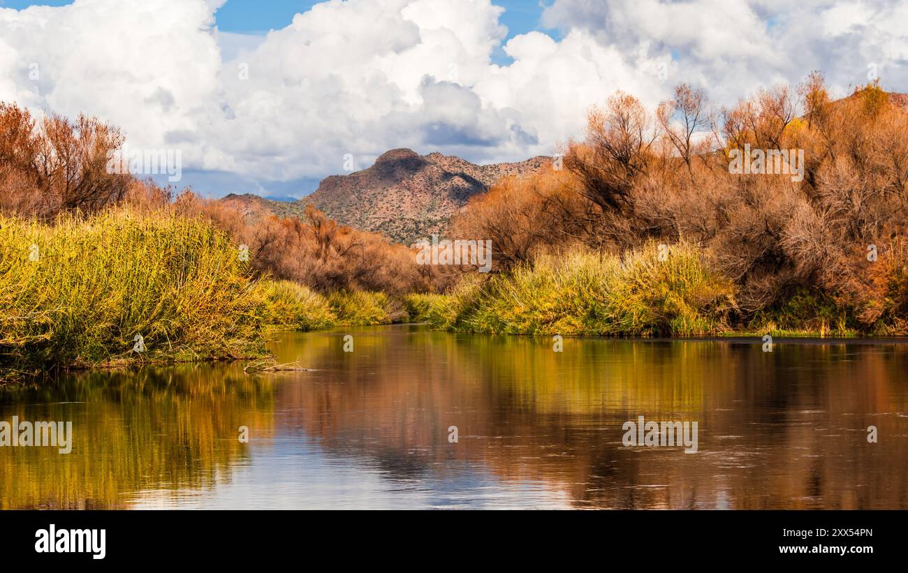Riparian forest habitat hi-res stock photography and images - Alamy