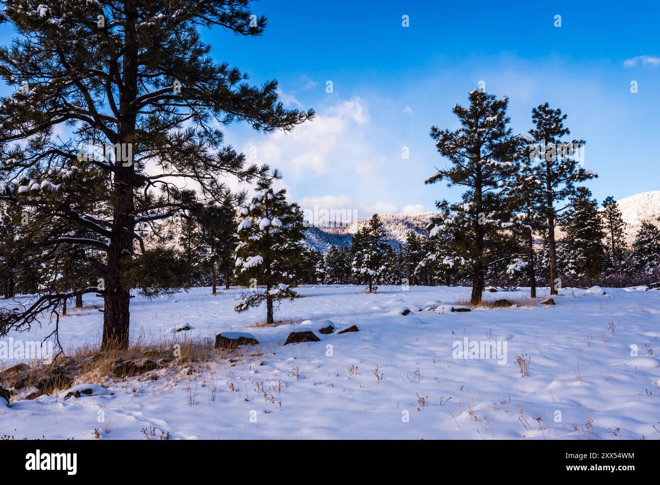 Winter landscape with snow and pine trees at Buffalo Park in Flagstaff ...