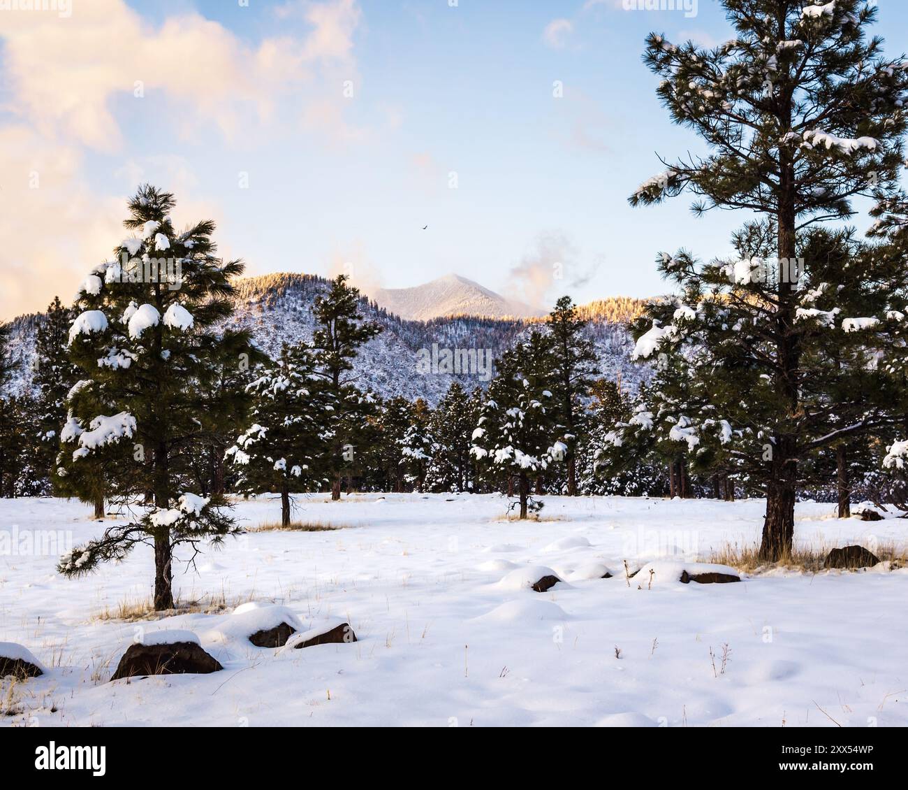 Scenic Wintery Scene at Buffalo Park in Flagstaff, Arizona Stock Photo ...