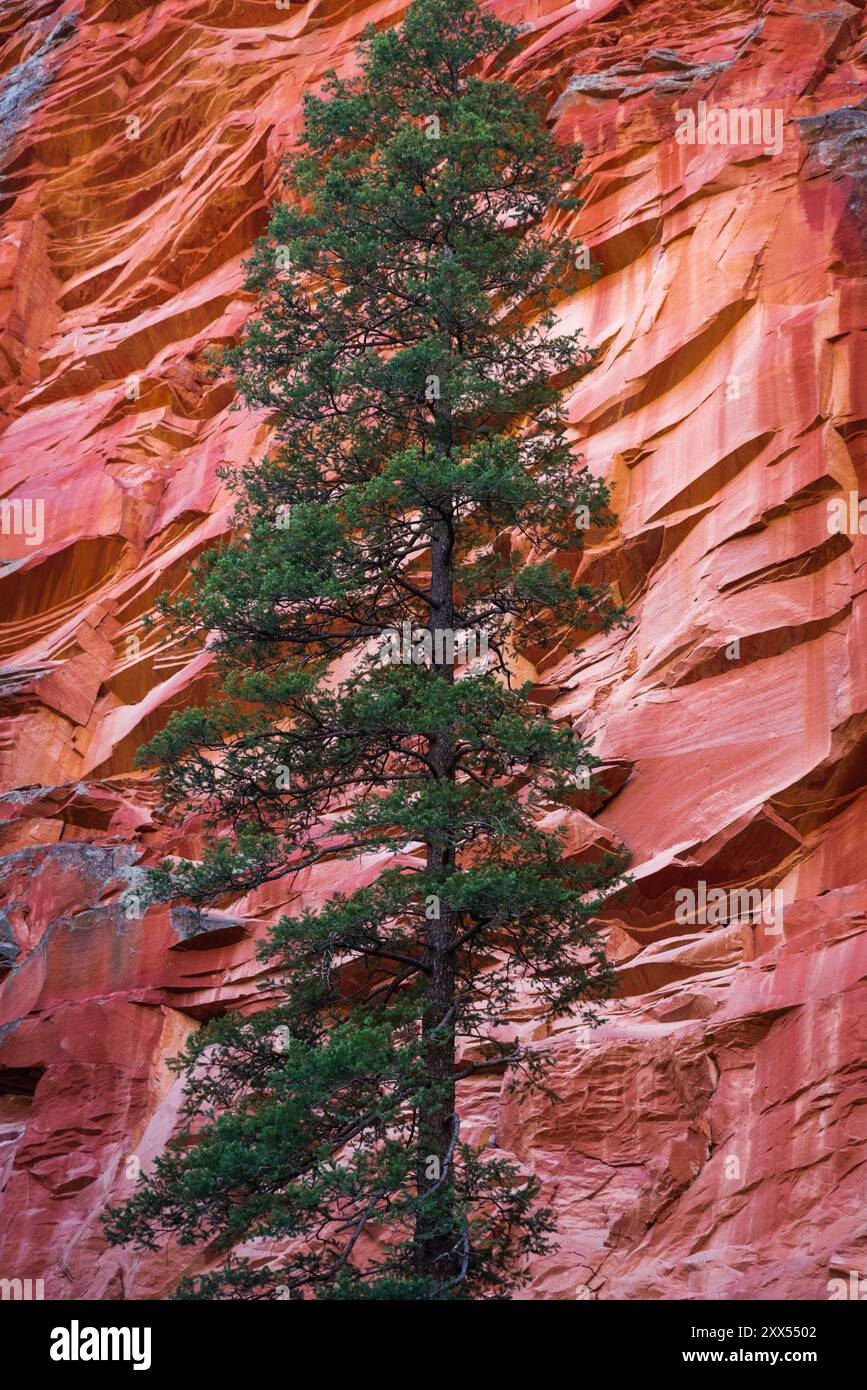 A towering pine tree standing beside the red rock wall along the West ...