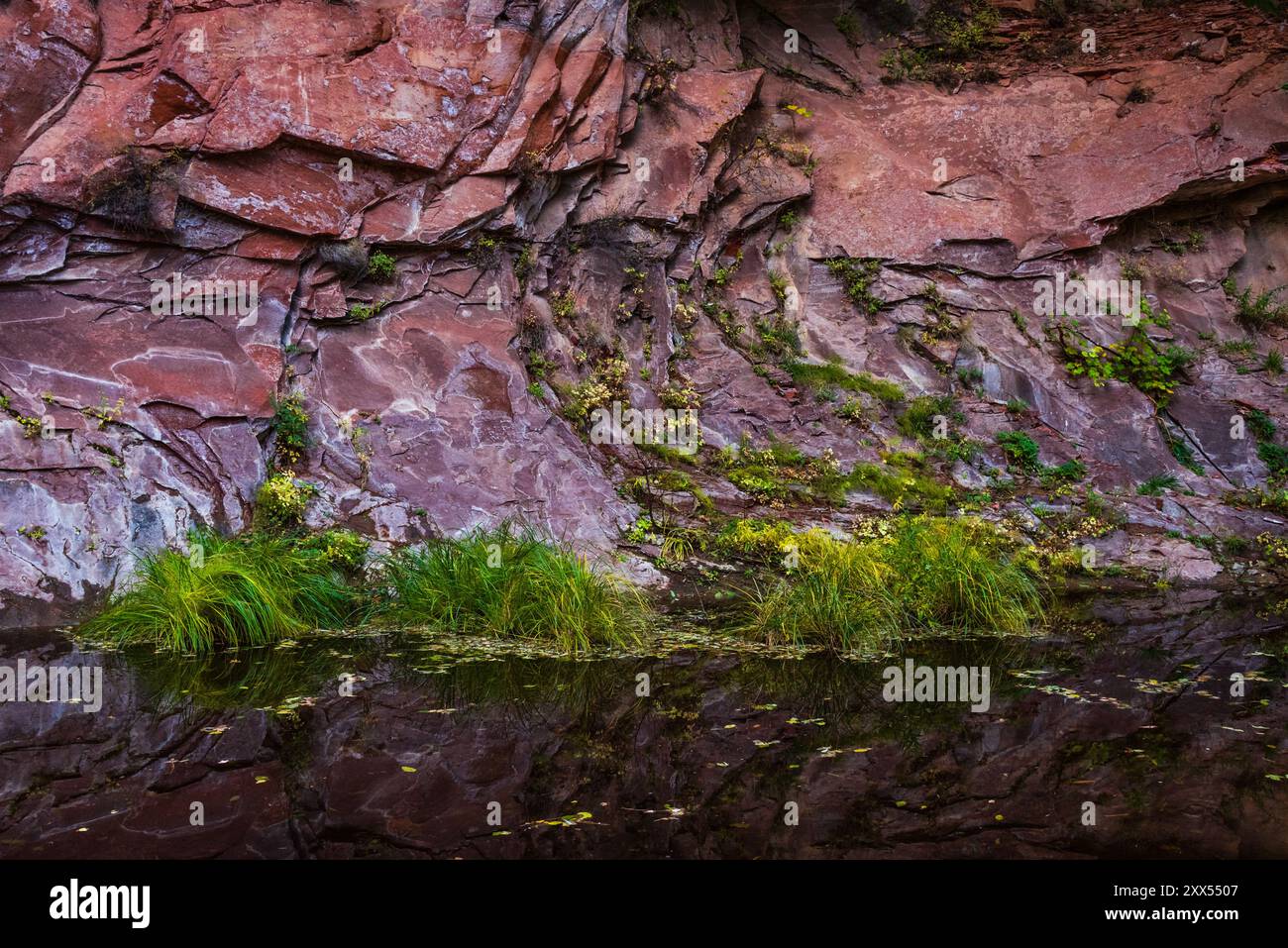 Lush green moss covering the red rock walls along the West Fork Oak ...