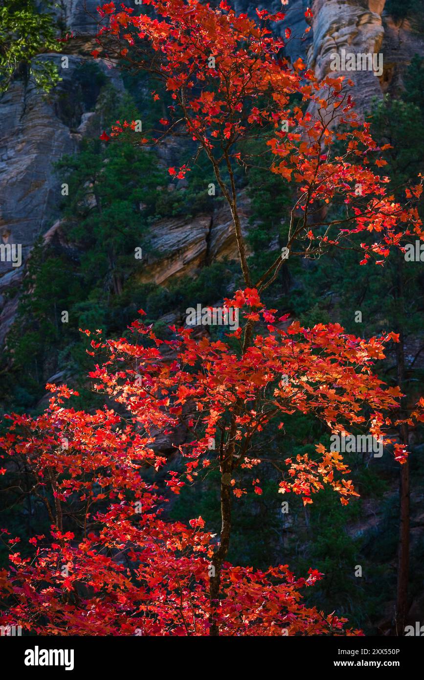 Red Autumn leaves at Oak Creek Canyon in Sedona, Arizona Stock Photo ...