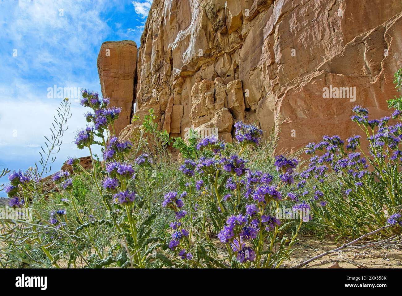 Purple notch-leaved phacelia thriving in arid desert environment at ...